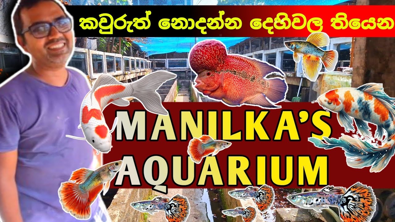 අඩුවට Healthy සුරතල් මාලු ගන්න පුලුවන් දෙහිවල MANILKA'S AQUARIUM | Explore With Shaahil | #vlog3 ...