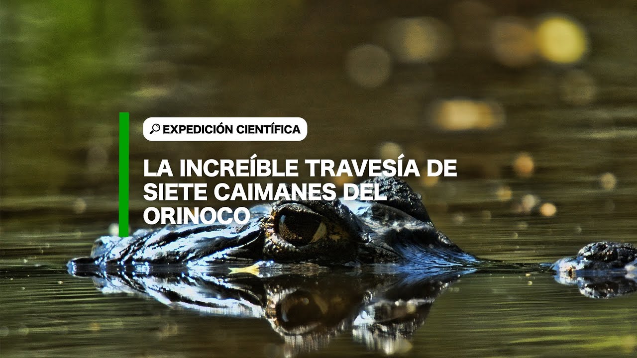 #ExpedicionesCientíficas | La incréible travesía de siete caimanes del ...