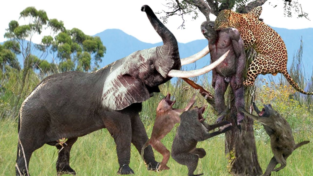 Impressive Scene! Elephant Bravely Rushes To Attack The Evil Leopard To ...