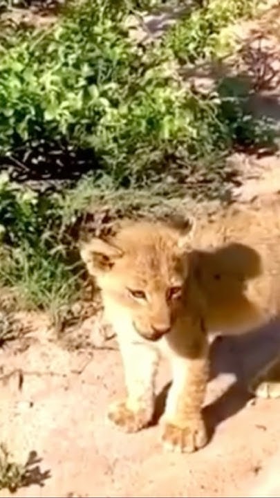 Hungry lion cubs with mom #Lion #Shorts - YouTube