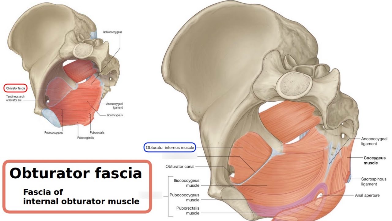 obturator fascia - YouTube