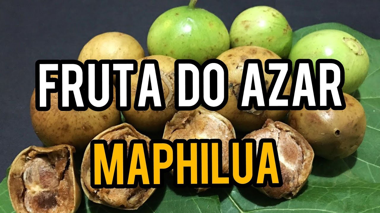 MAPHILUA | Plantas típicas de MOÇAMBIQUE #3. Vangueria infausta - YouTube