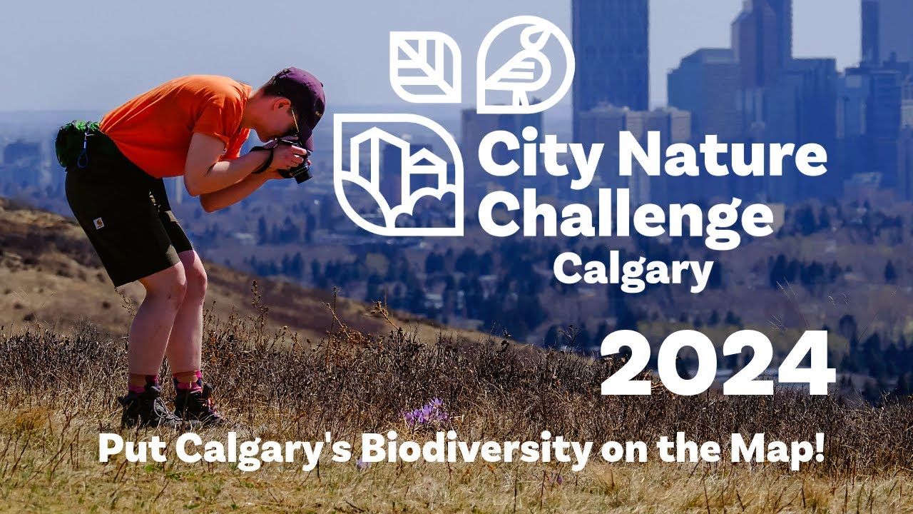 City Nature Challenge 2024: Calgary Metropolitan Region - YouTube