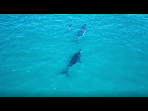 Yalingbila Bibula (Whale on the Hill) - YouTube