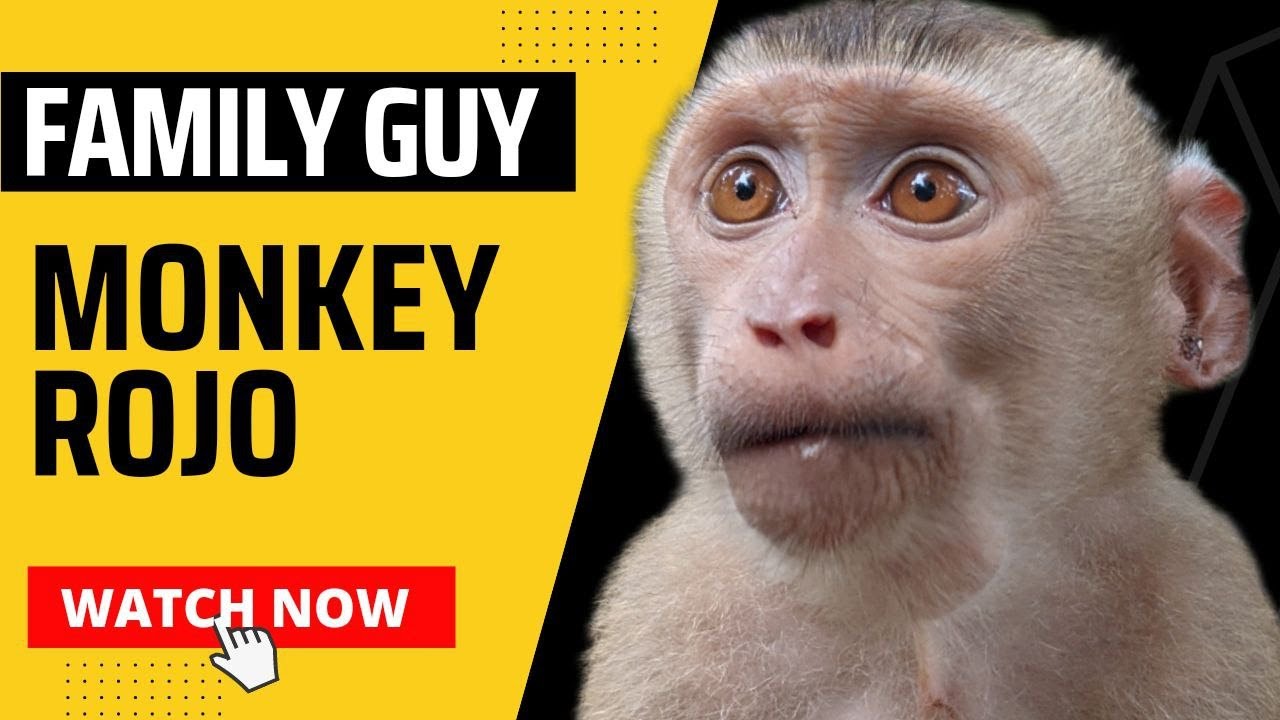 The Adorable Rojo Monkey as Full-Screen Camera as a Pet |Family Guy ...
