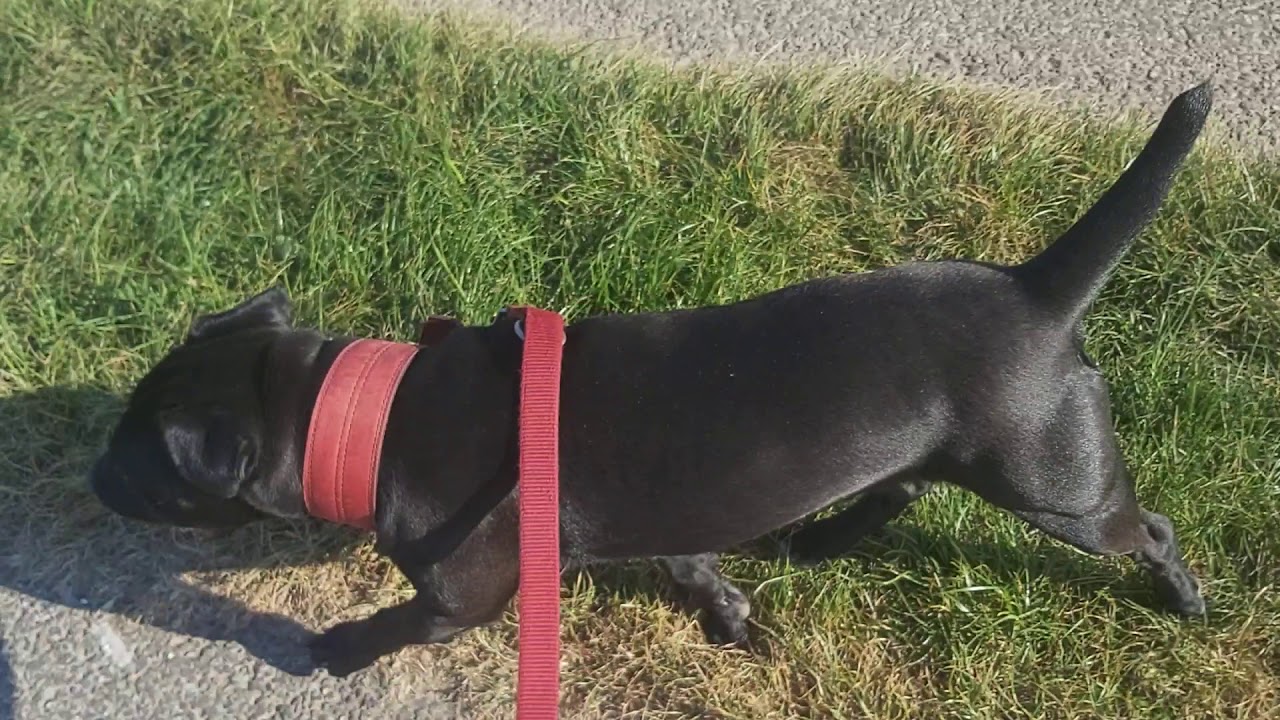 ELITE TACTICAL DOGS KNPV military police MALINOIS X DUTCH SHEPHERD X ...