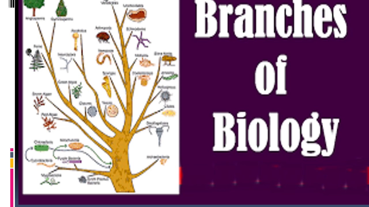 Grade 8 Biology Lecture 1 - YouTube