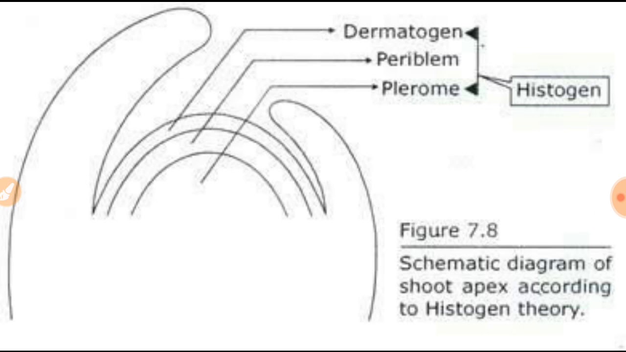 #HISTOGEN_THEORY - YouTube
