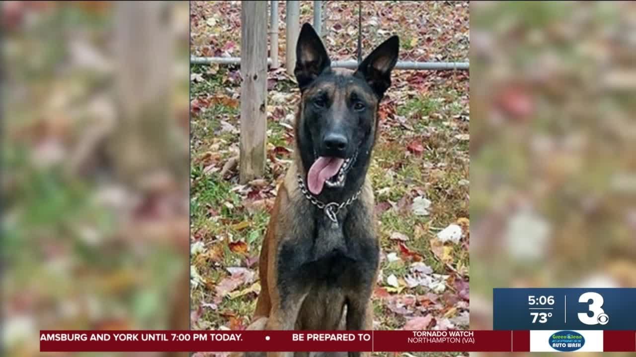 K-9 stabbed to death by gang members during prison fight - YouTube