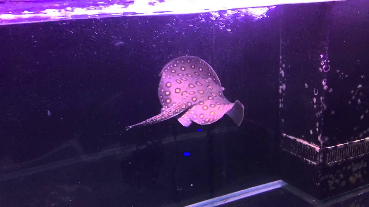 The simple beauty of Stingrays - YouTube