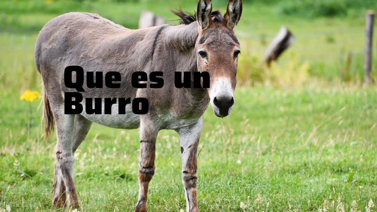 Que es un burro - YouTube