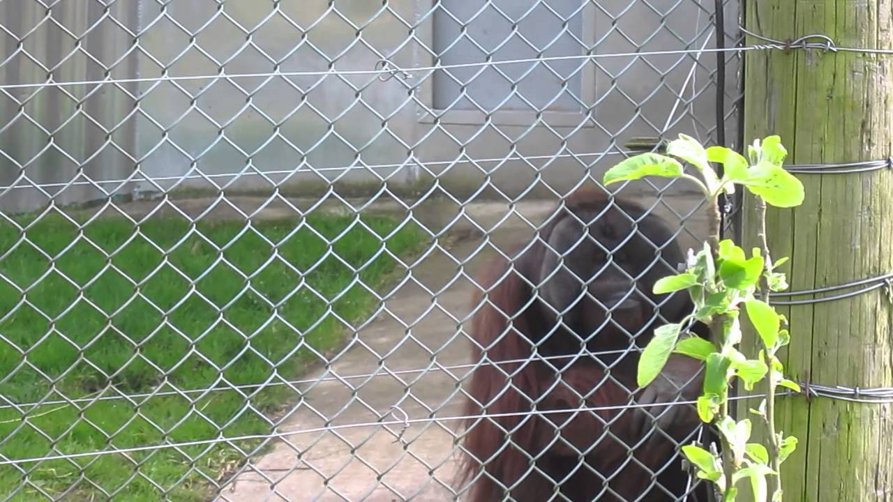 Orangutan Blowing Raspberries - YouTube