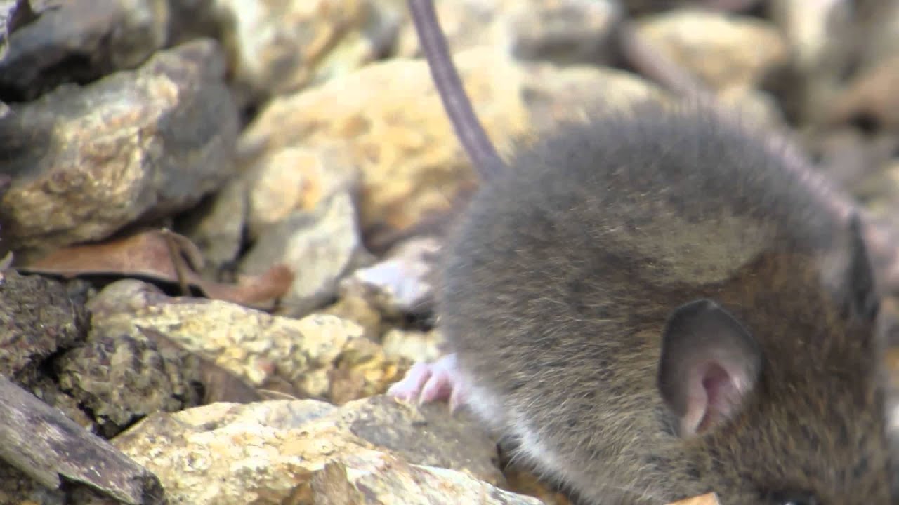 Small Japanese field mouse - Alchetron, the free social encyclopedia