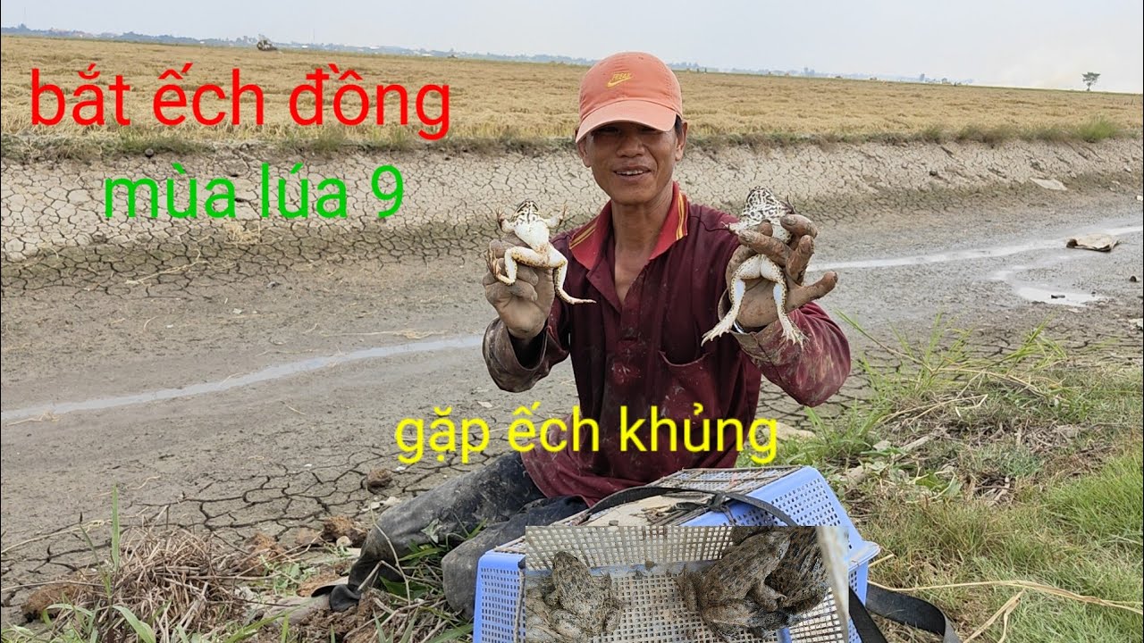 bắt ếch mà hang mùa lúa 9, gặp ếch bự to ngon quá. 1 hang 3 con ếch bự ...
