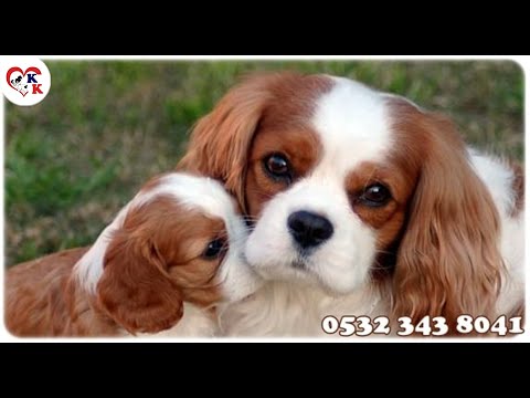 King Charles Spaniel