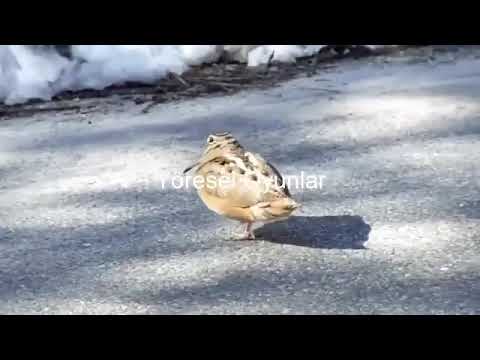 hoşlandıgım kızdan mesaj gelince ben ( temsili )