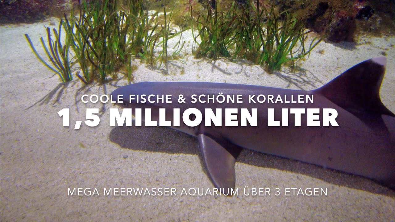 1,5 Millionen Liter Meerwasser Aquarium - Haie Rochen Mega große Fische ...