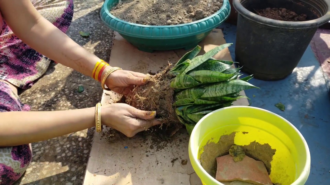 Repotting overcrowded snake plant☘️🍀☘️🍀 - YouTube
