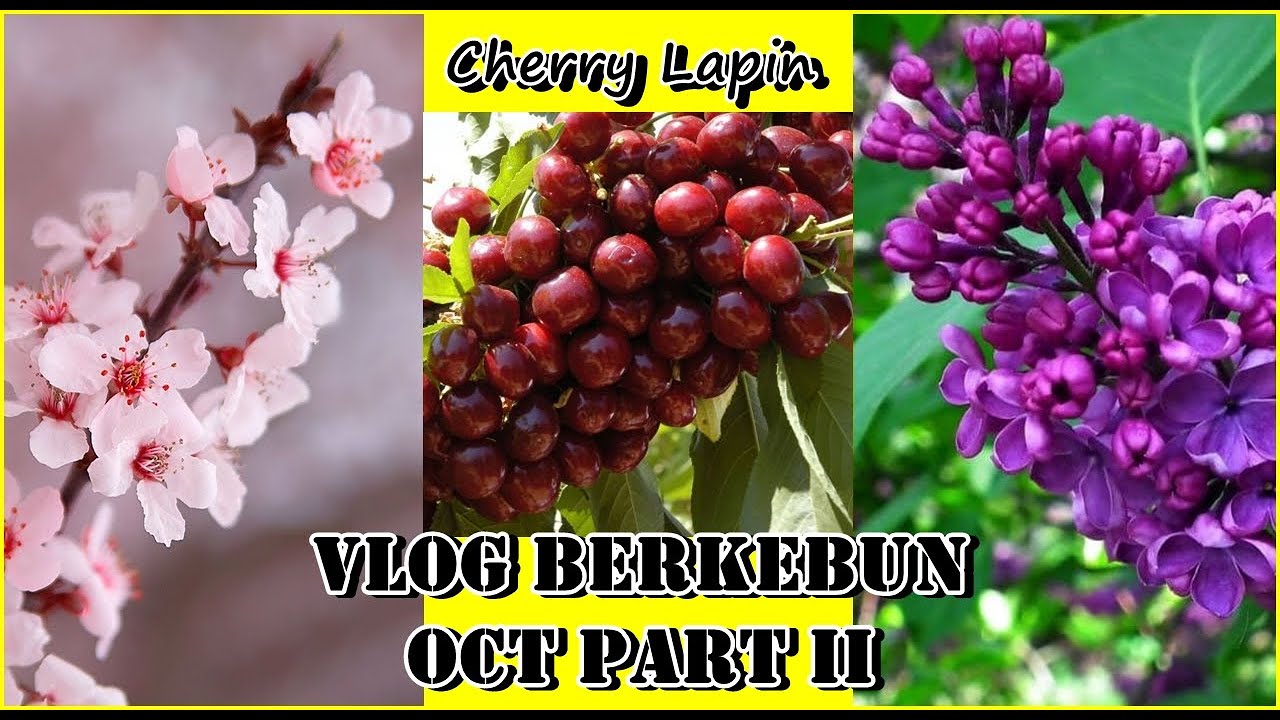 BUNGA MAWAR, TANAMAN CHERRY, BUNGA LILAC - VLOG BERKEBUN OCT Part II ...