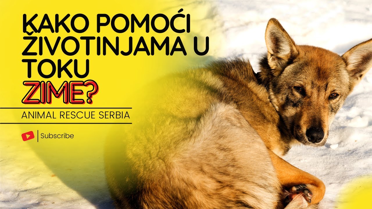 Kako pomoći životinjama u toku zime – ANIMAL RESCUE SERBIA – Radio ...