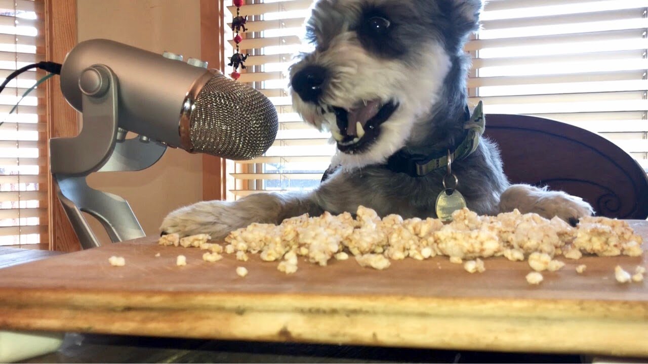 ASMR Dog Eats Crackers for 2 Minutes - YouTube