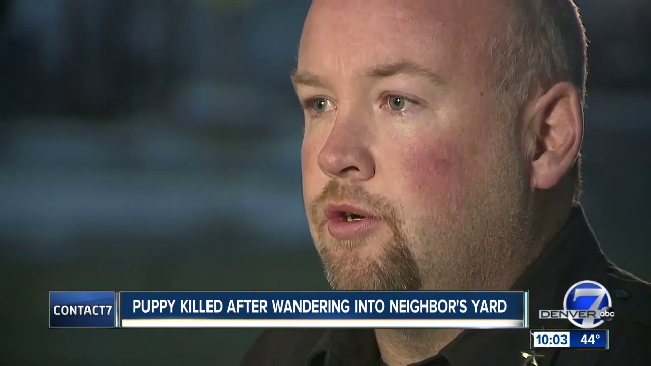4 month old Puppy Shot By Neighbor In Kremmling YouTube 4-month-old-puppy-shot-by-neighbor-in-kremmling-youtube