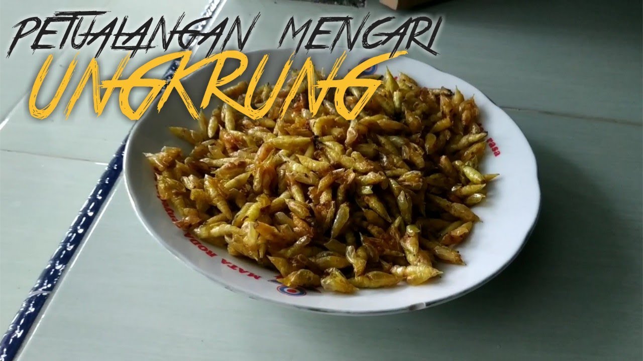 UNGKRUNG MAKANAN KHAS GUNUNG KIDUL || ULET JATI || ENTHUNG || KEPOMPONG ...