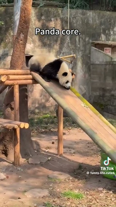 Panda core - YouTube
