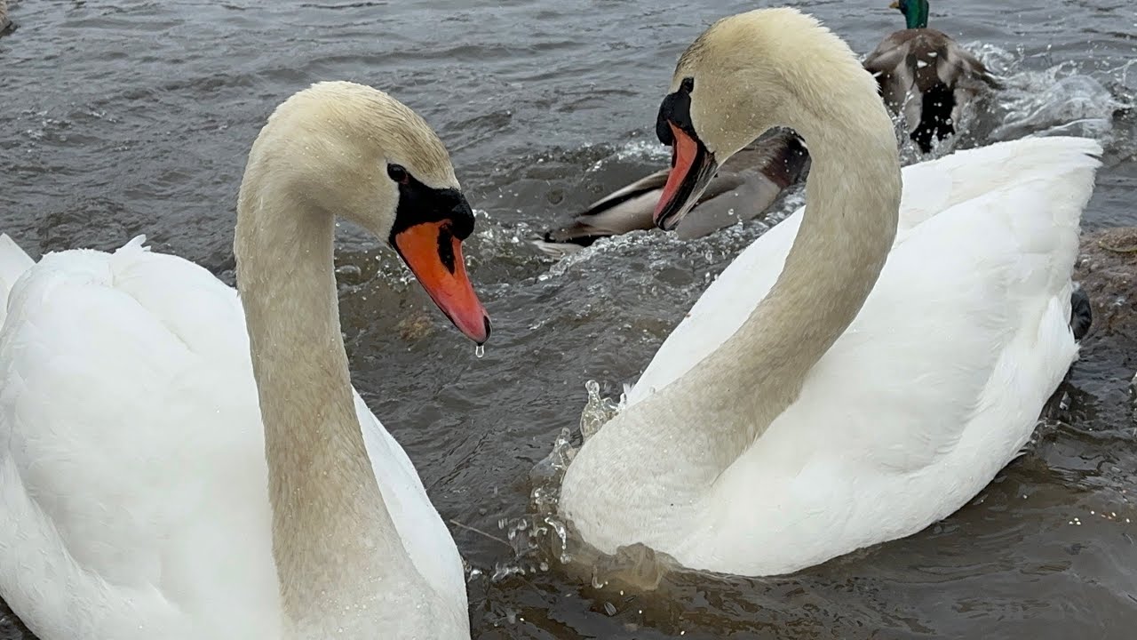 First Swan Pair Of The Morning! (Seth & Bevy) January 21, 2023 - YouTube