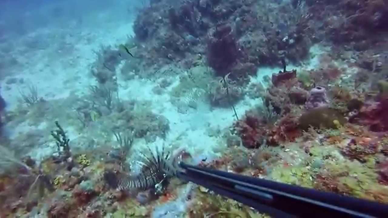Lionfish Removal Dive - using Lionfish Slayer's "Javelin" gun - YouTube