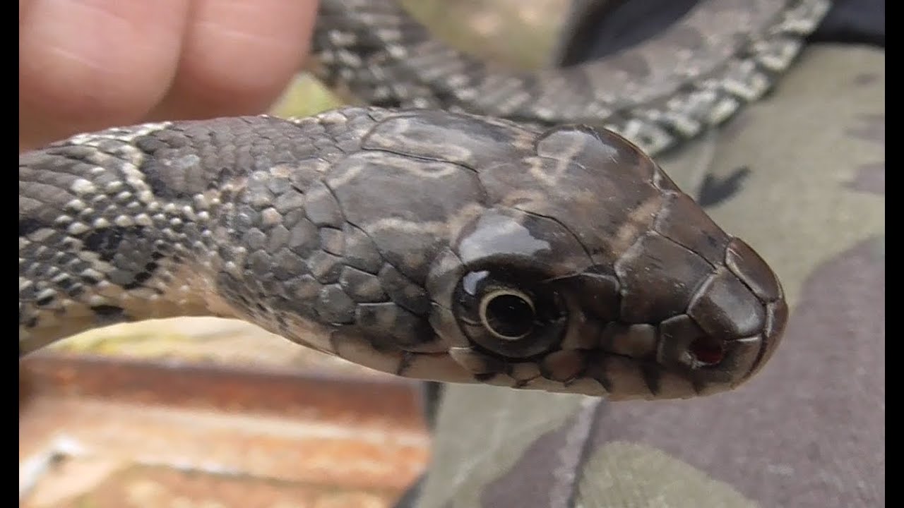 Culebra de Herradura,la mas abundante de España - YouTube
