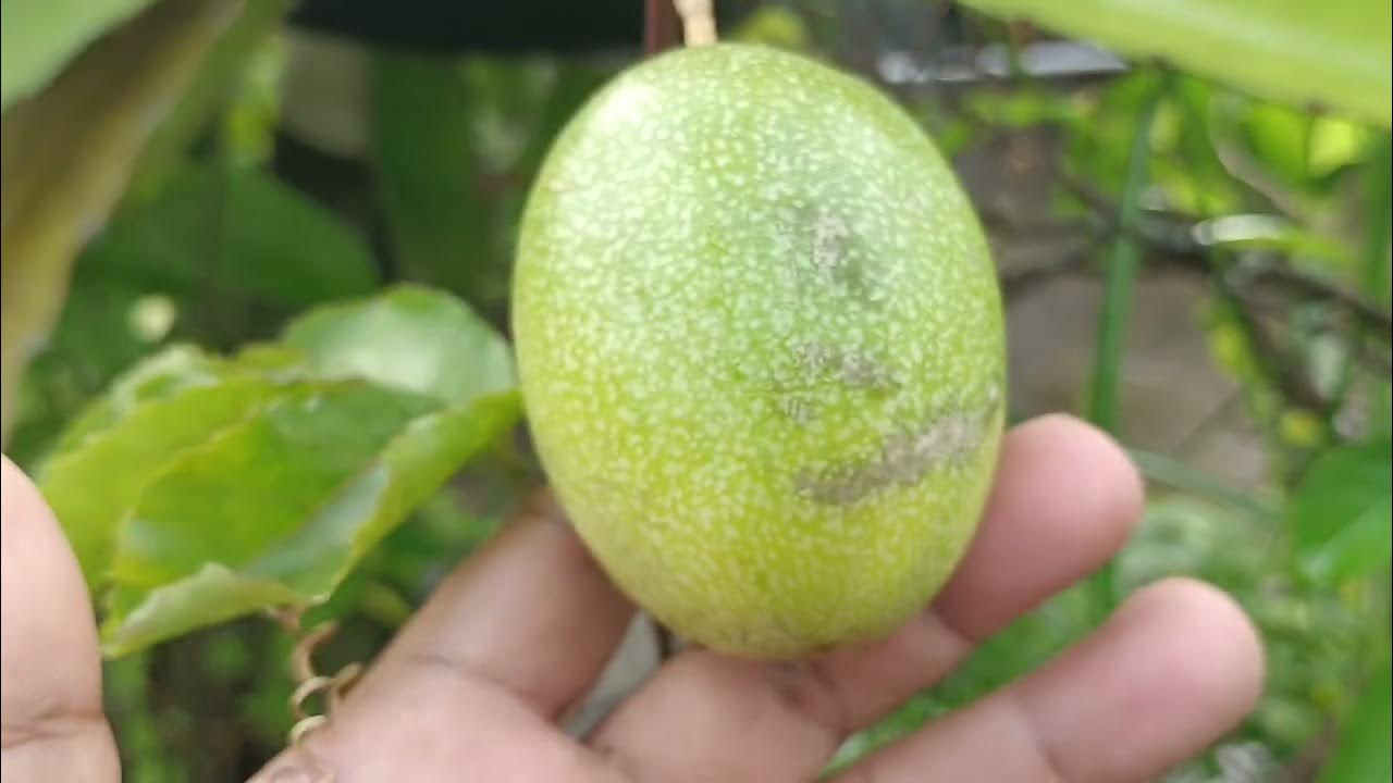 MARKISA HASIL KAWIN SILANG ANTARA BETINA ASAM LOKAL DENGAN JANTAN MARKISA MADU - YouTube