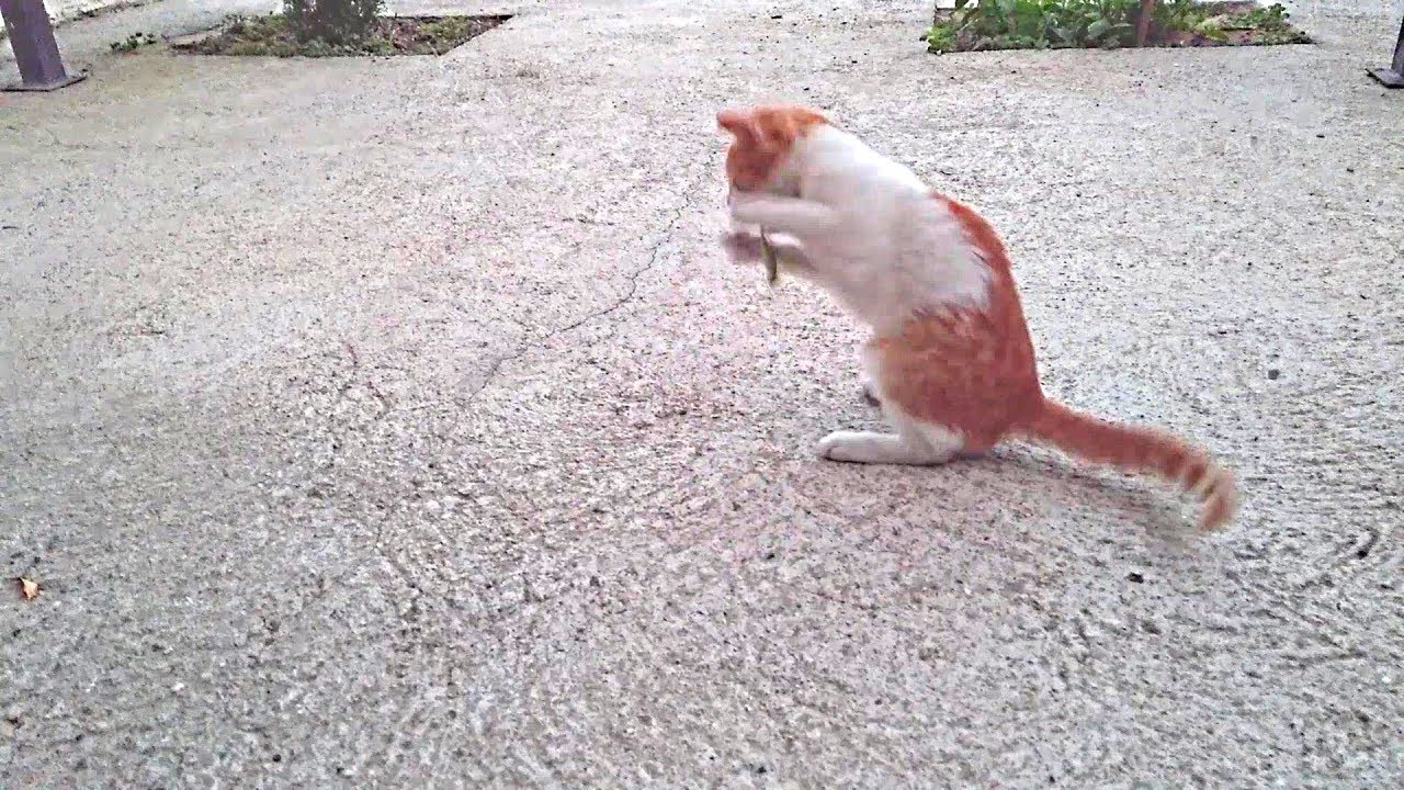 Cat vs Giant Praying Mantis - YouTube