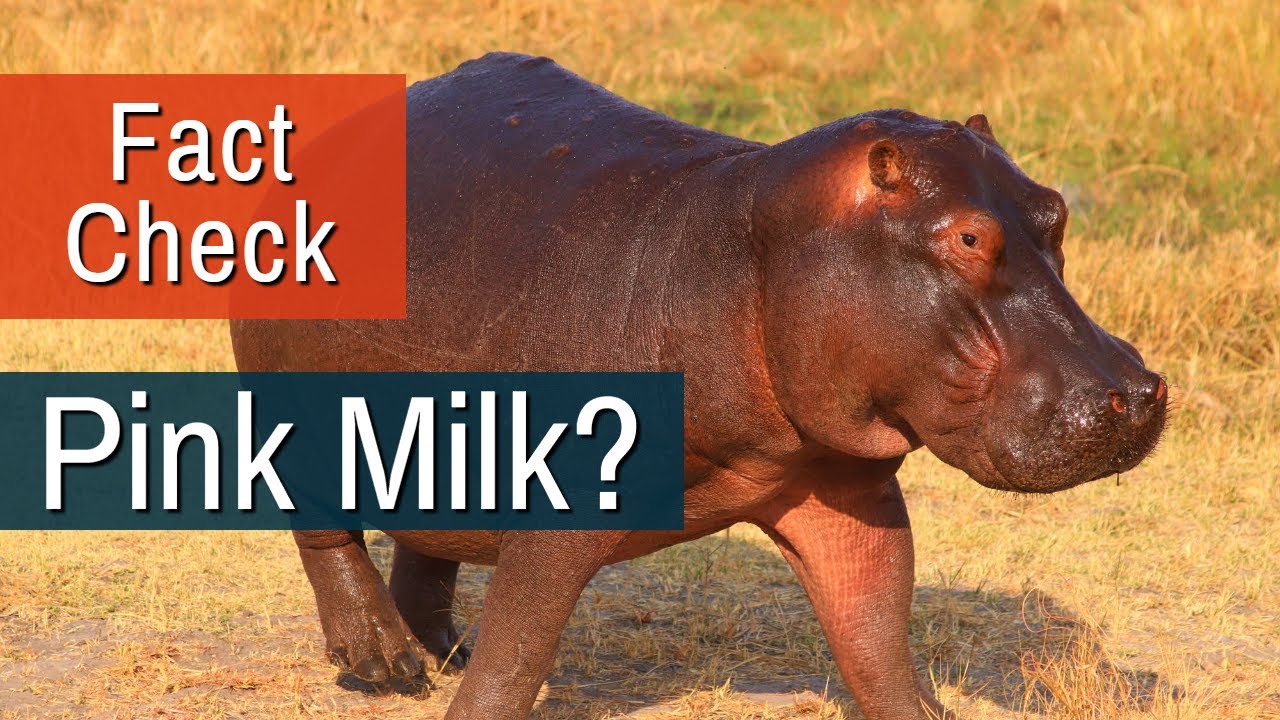 Do Hippos Have Pink Milk? Fact Checking Hippos and Pink Stuff - YouTube