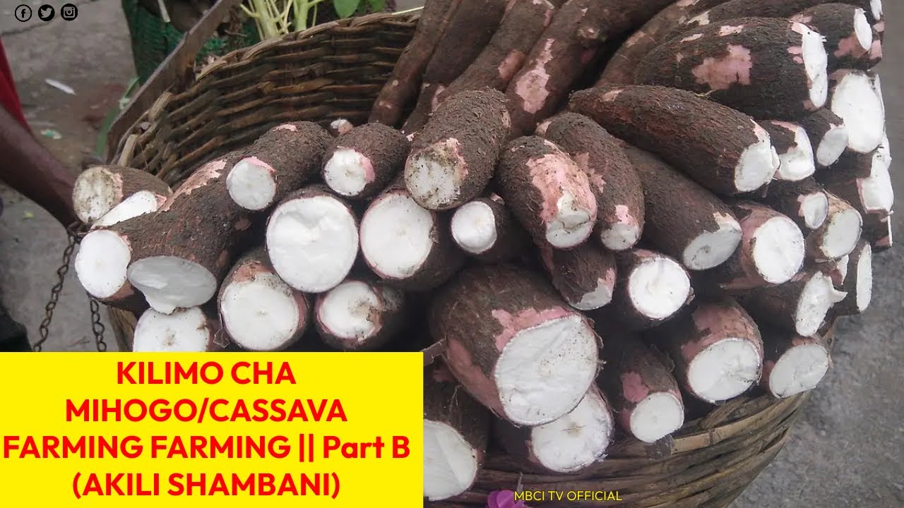 Kilimo cha Mihogo/Cassava Farming Part B || AKILI SHAMBANI - YouTube