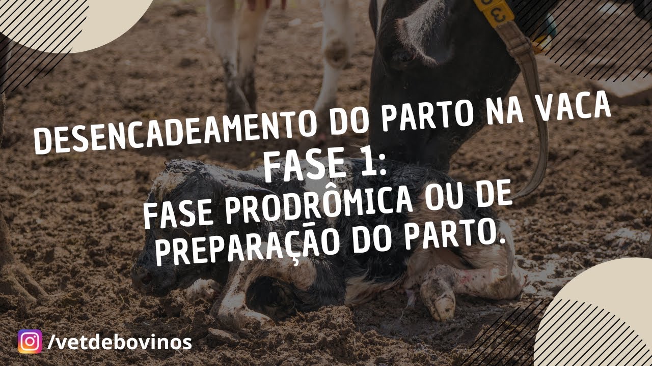 Desencadeamento do parto da vaca - FASE 1: Fase prodrômica ou de ...
