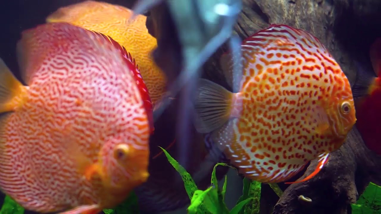 Gorgeous Discus Tank (1500L) owned by Liem Soetono - YouTube