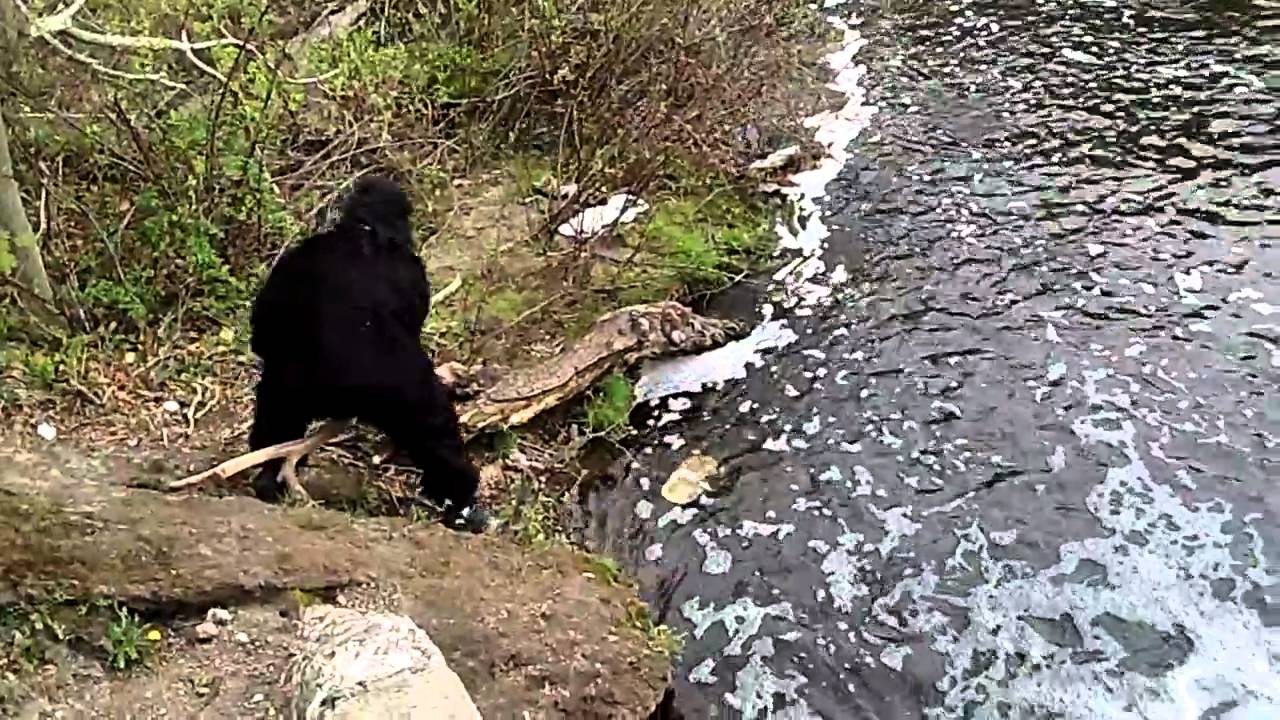 Sasquatch (Bigfoot) Discovers Running Water [HD] - YouTube