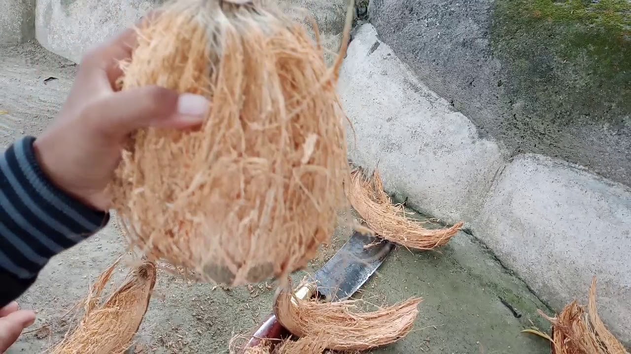 TUTORIAL MENGUPAS SERABUT KELAPA - YouTube