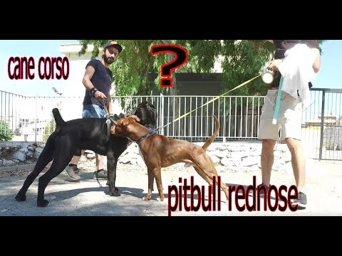 REDNOSE CANE CORSO'DAN AMERİCAN BULLY KRALIN İNTİKAMINI ALMAYA GİTTİ