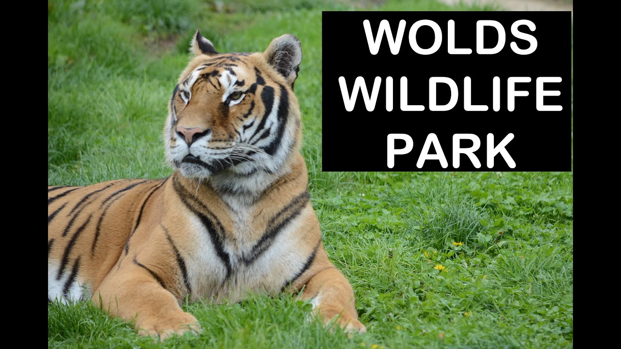 A Day Trip to Wolds Wildlife Park - YouTube