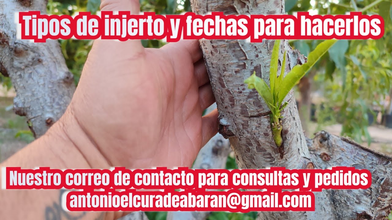 Tipos de injerto, cuando realizarlos y porqué. - YouTube