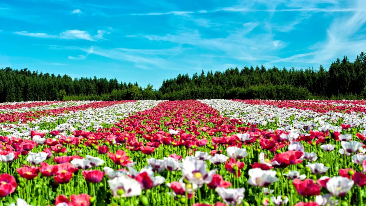 Spring by Gerard Manley Hopkins - YouTube