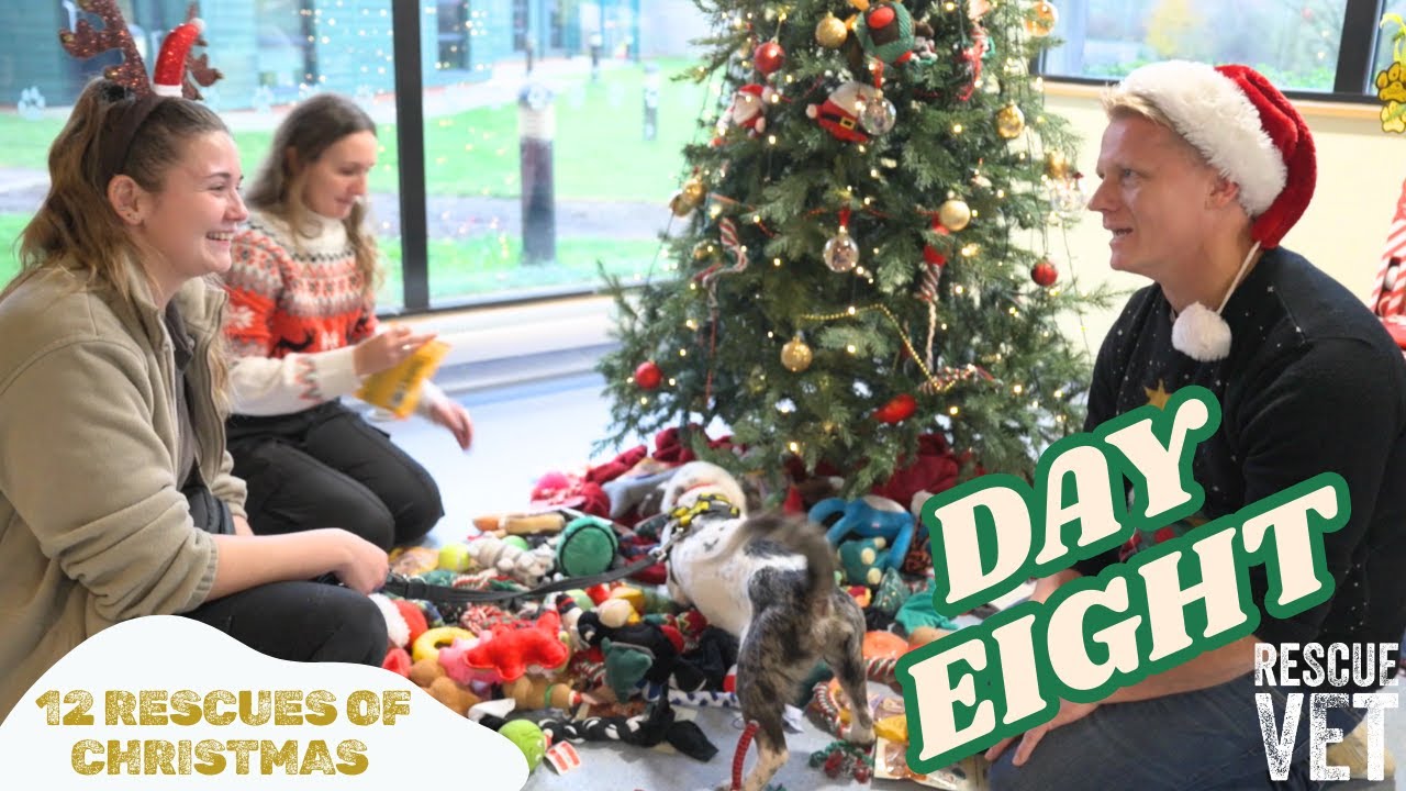 Rescue dogs choose their own Christmas present! | DAY 8: 12 RESCUES OF ...