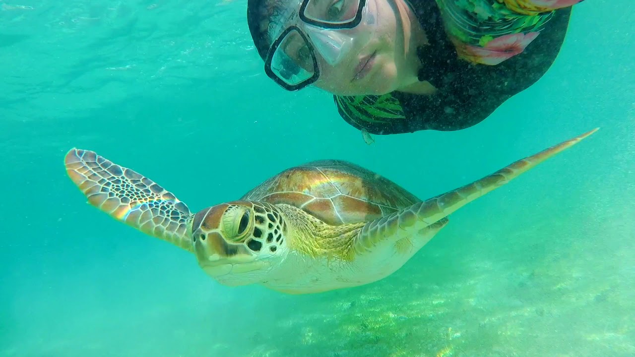 Swimming with Green Sea Turtle in St John US Virgin Island - Maho Bay ...