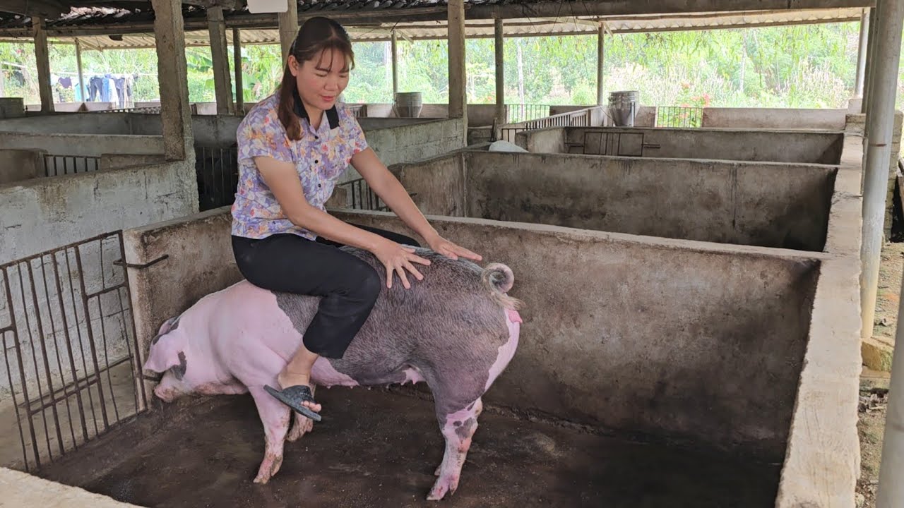 How to raise sows, how to mate sows to give birth to many piglets. ( Ep ...