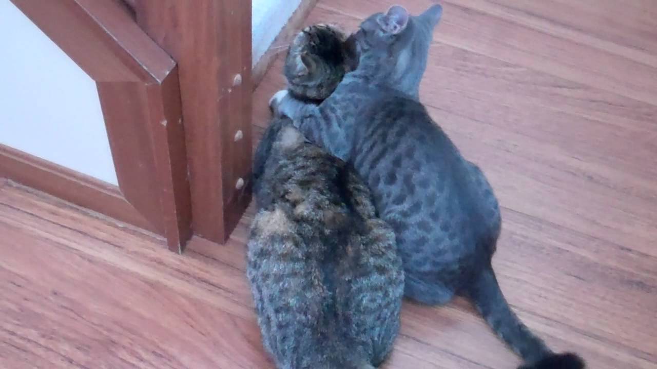 Kitten tackles Cat again and again... - YouTube