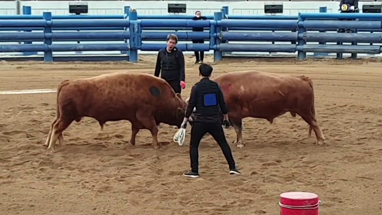 #청도소싸움장 (브이+용주골) ox fight stadium 闘牛競技場。 На поле битвы2019.12.14(토 ...