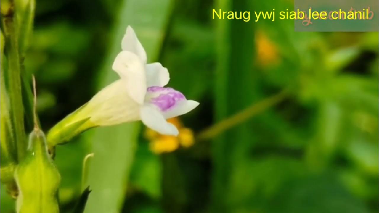 Pom Luag Txawj Ntse by pov thoj ( ເສບສົດ ) - YouTube