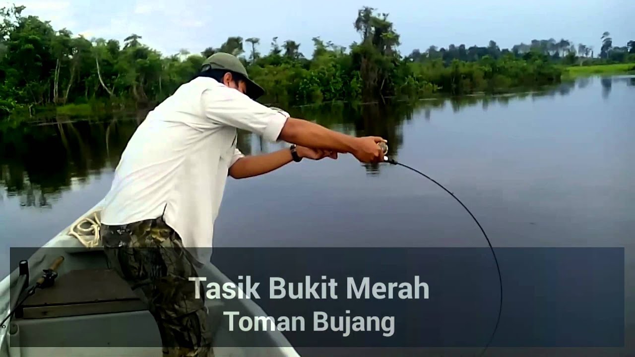 Toman Tasik Bukit Merah - Ganko + Rapala FLR OPSD - YouTube